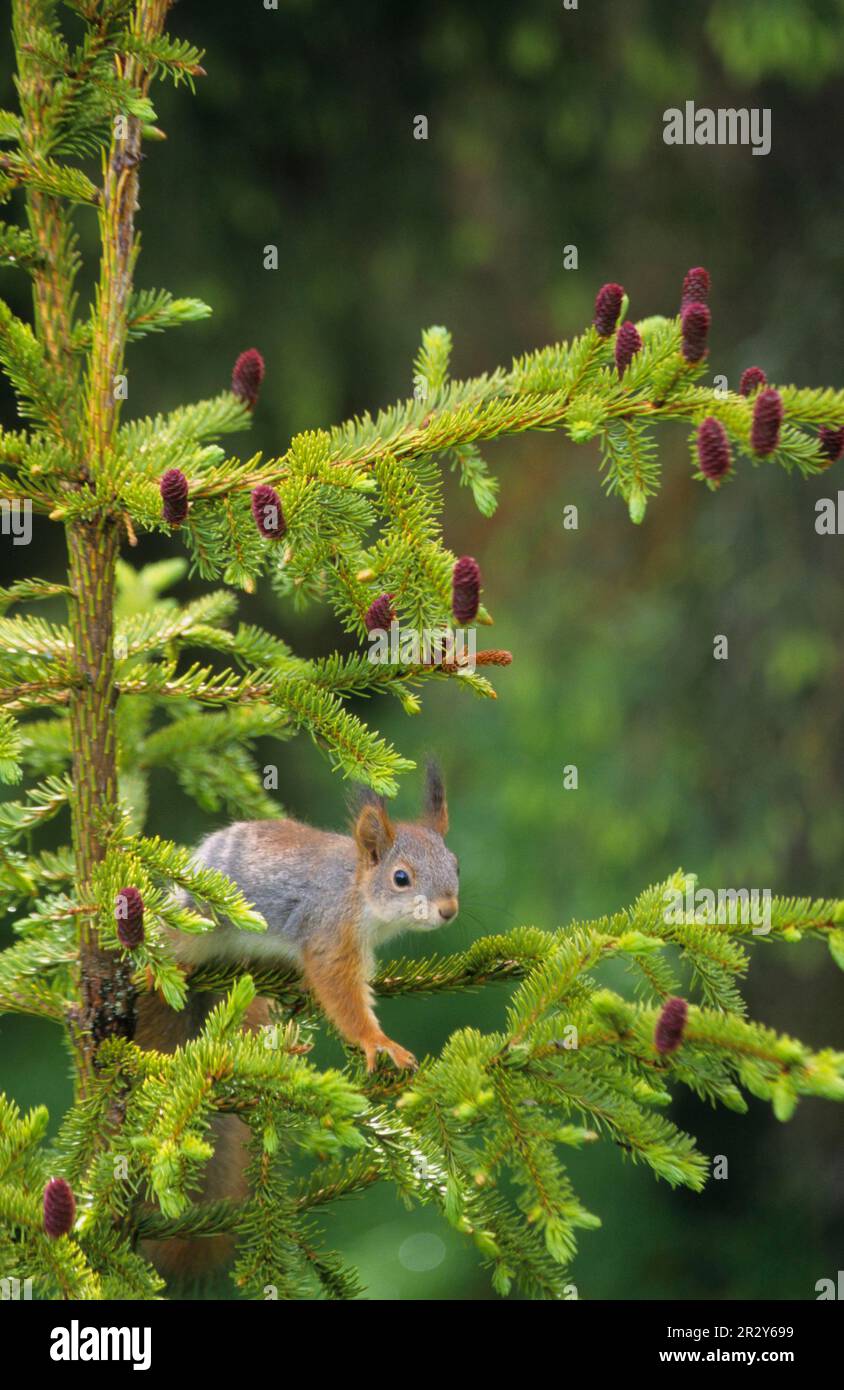 Eurasian red squirrel (Sciurus vulgaris), Squirrels, Rodents, Mammals ...