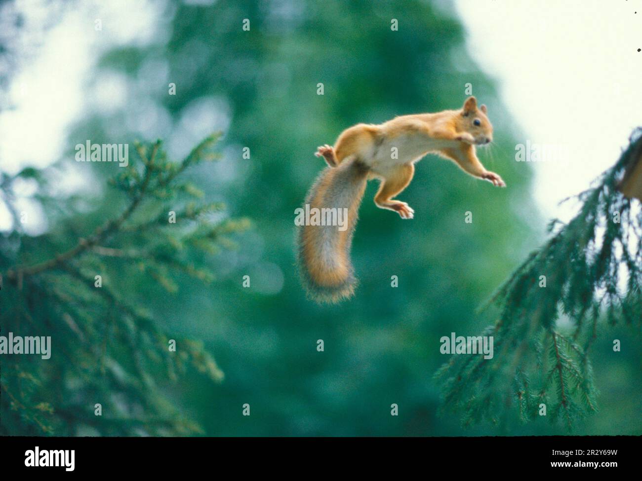 Eurasian red squirrel (Sciurus vulgaris), Squirrels, Rodents, Mammals ...