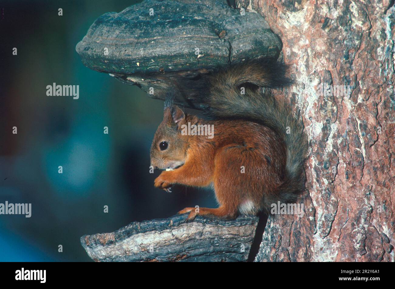 Eurasian red squirrel (Sciurus vulgaris), Squirrels, Rodents, Mammals, Animals, Squirrel-Red ...