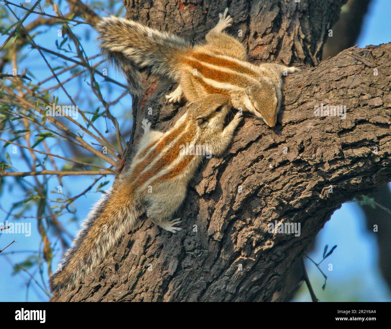Northern northern palm squirrel (Funambulus pennantii), Northern Palm ...