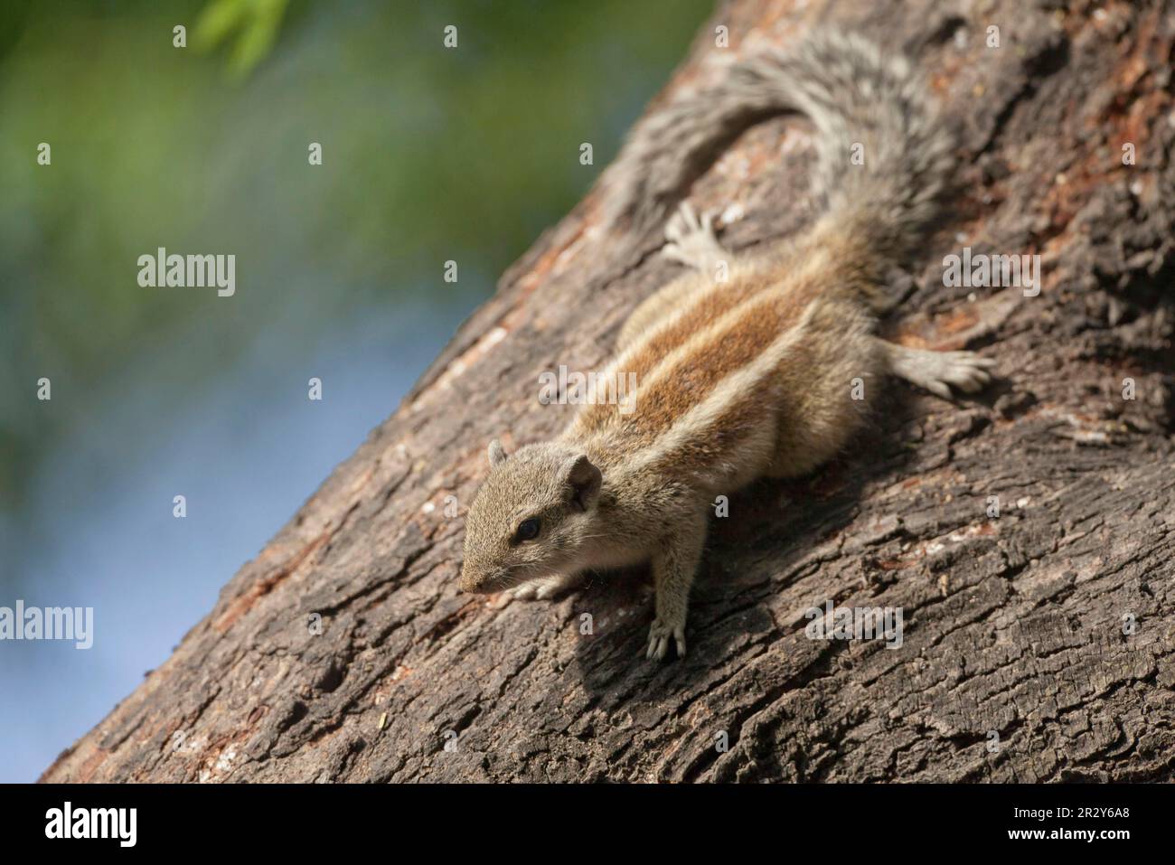 Northern northern palm squirrel (Funambulus pennantii), Northern Palm ...