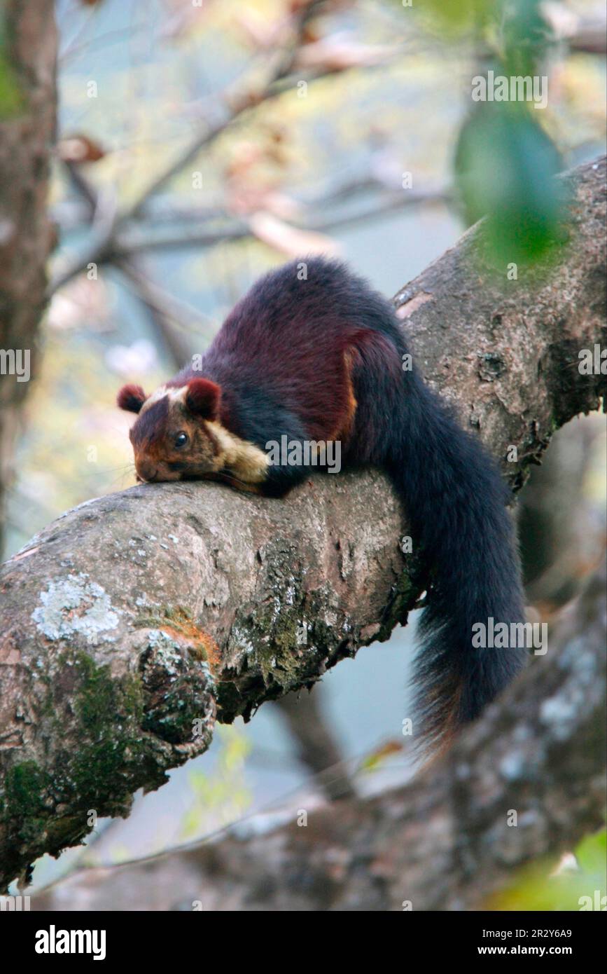 Indian Giant Squirrel (Ratufa indica maximus) Malabar race, adult ...