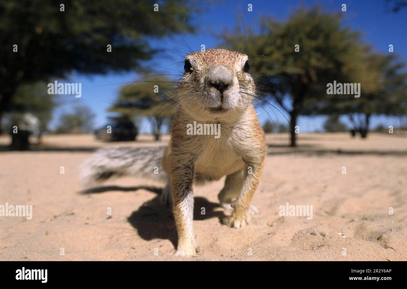 Cape ground squirrel (Xerus inauris), Rodents, Mammals, Animals, Cape ...