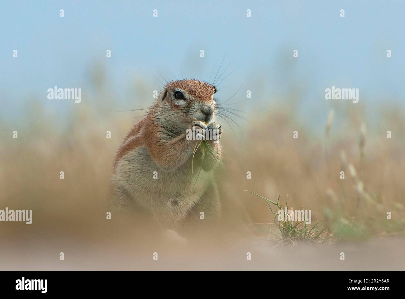 Kalahari desert botswana animal hi-res stock photography and images - Alamy