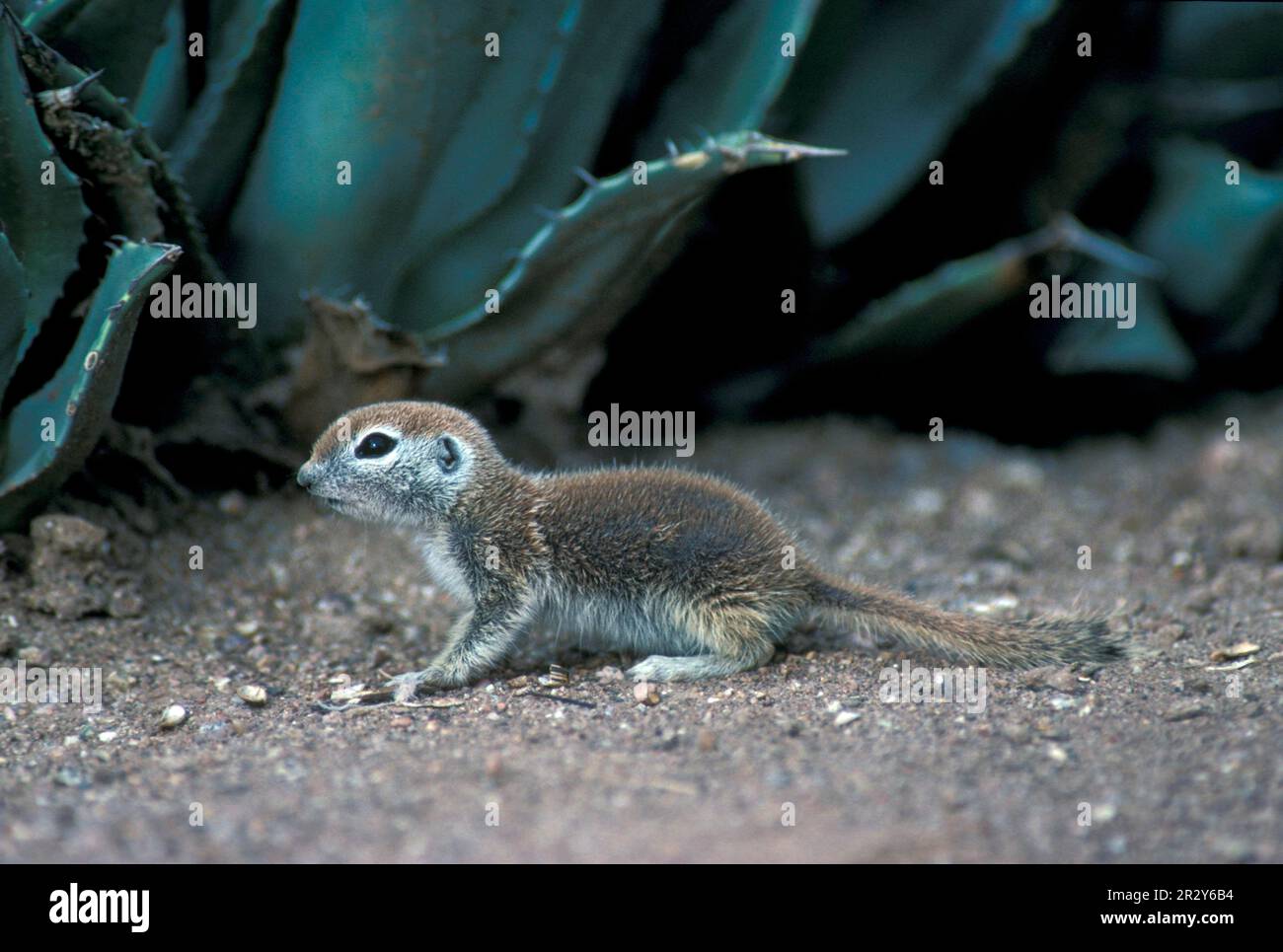 Round-tailed Ground Squirrel (Citellus tereticaudus), Rodents, Mammals ...