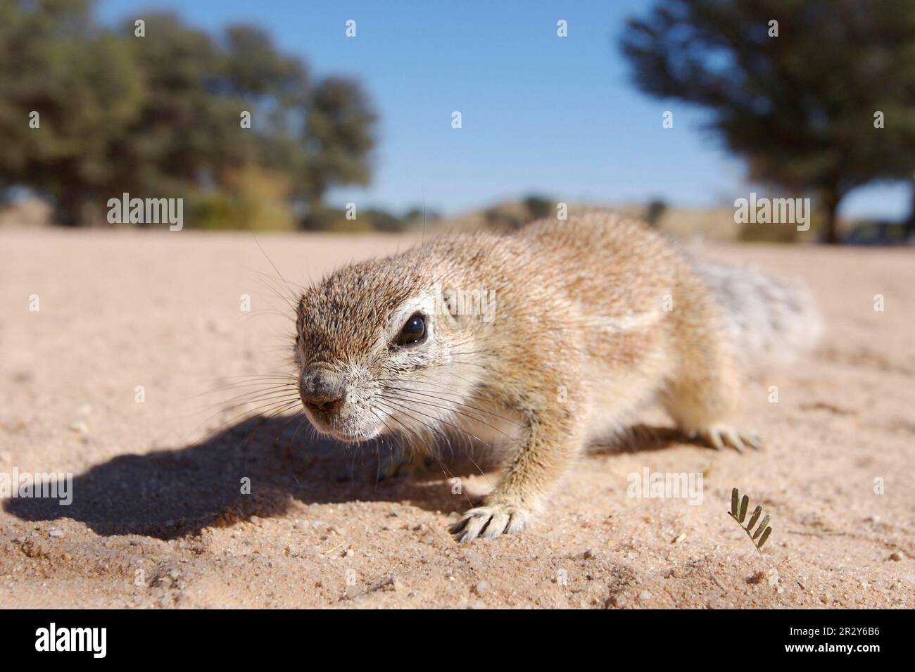 Cape ground squirrel (Xerus inauris), rodents, mammals, animals, Cape ...