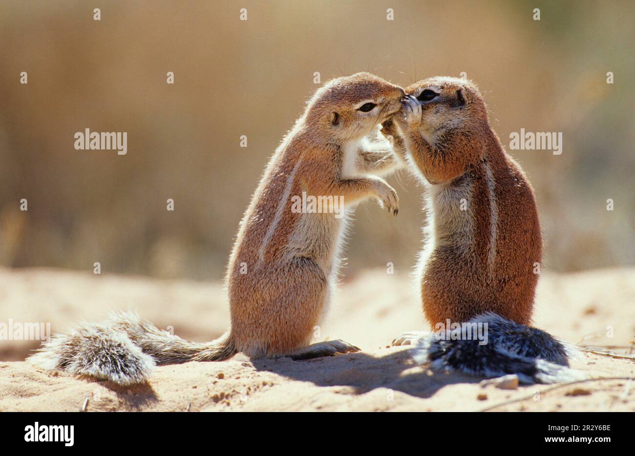 Cape ground squirrel (Xerus inauris), rodents, mammals, animals, Cape ...