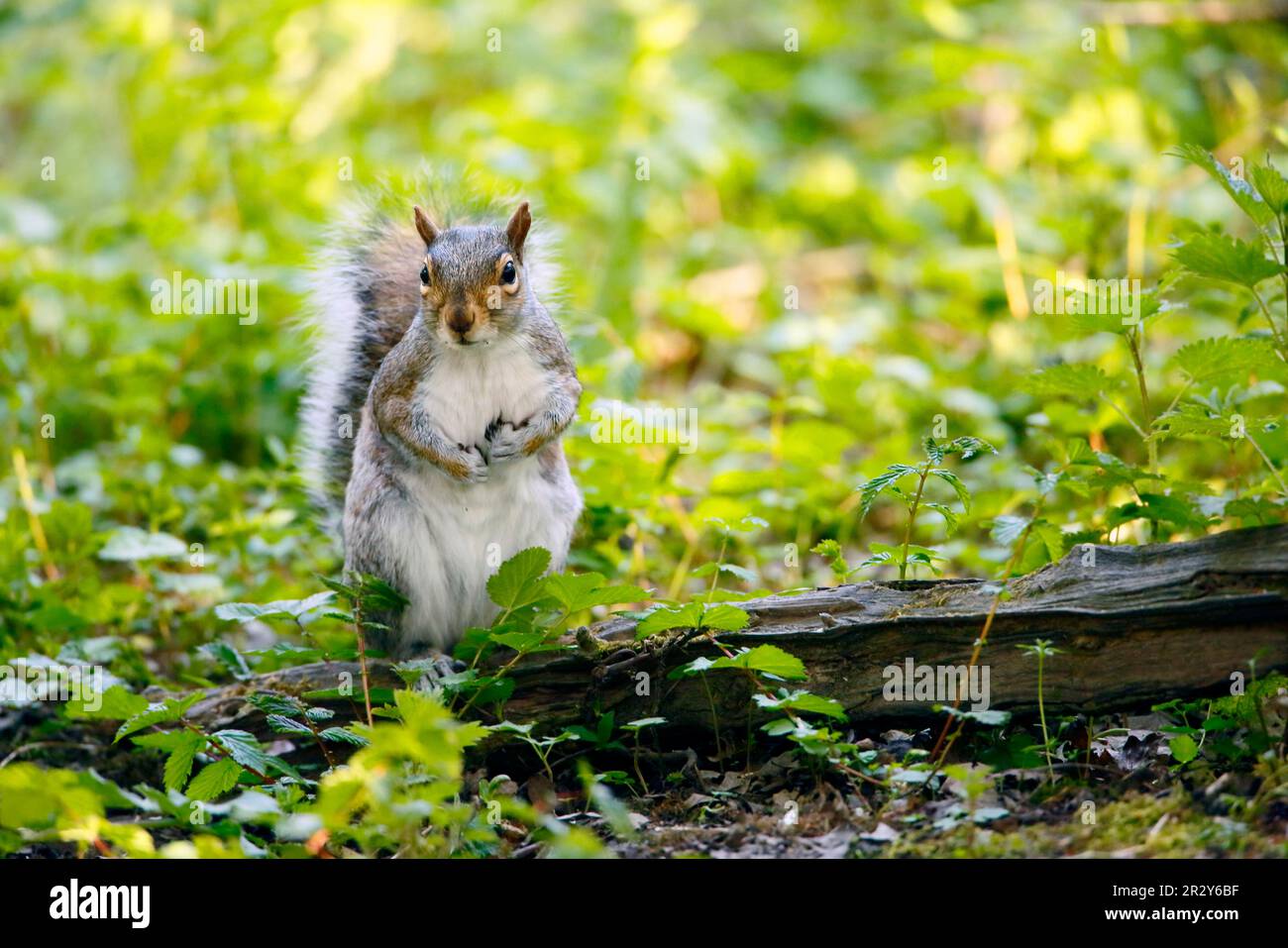 Eastern Grey Squirrel (Sciurus carolinensis) introduced species, adult ...