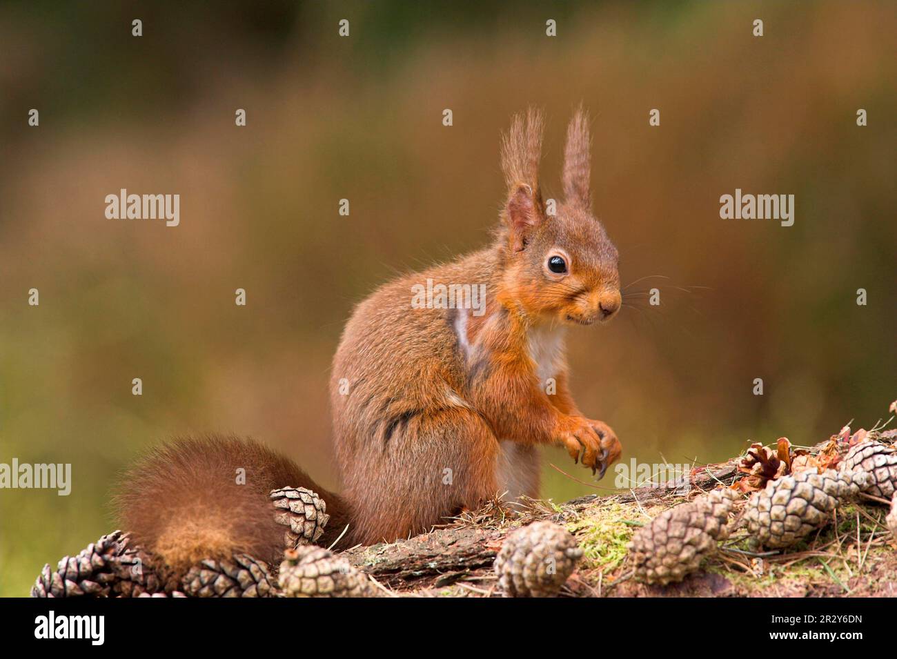 Eurasian red squirrel (Sciurus vulgaris), Squirrels, Rodents, Mammals ...