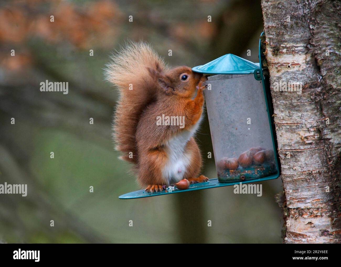Eurasian red squirrel (Sciurus vulgaris), Squirrels, Rodents, Mammals ...