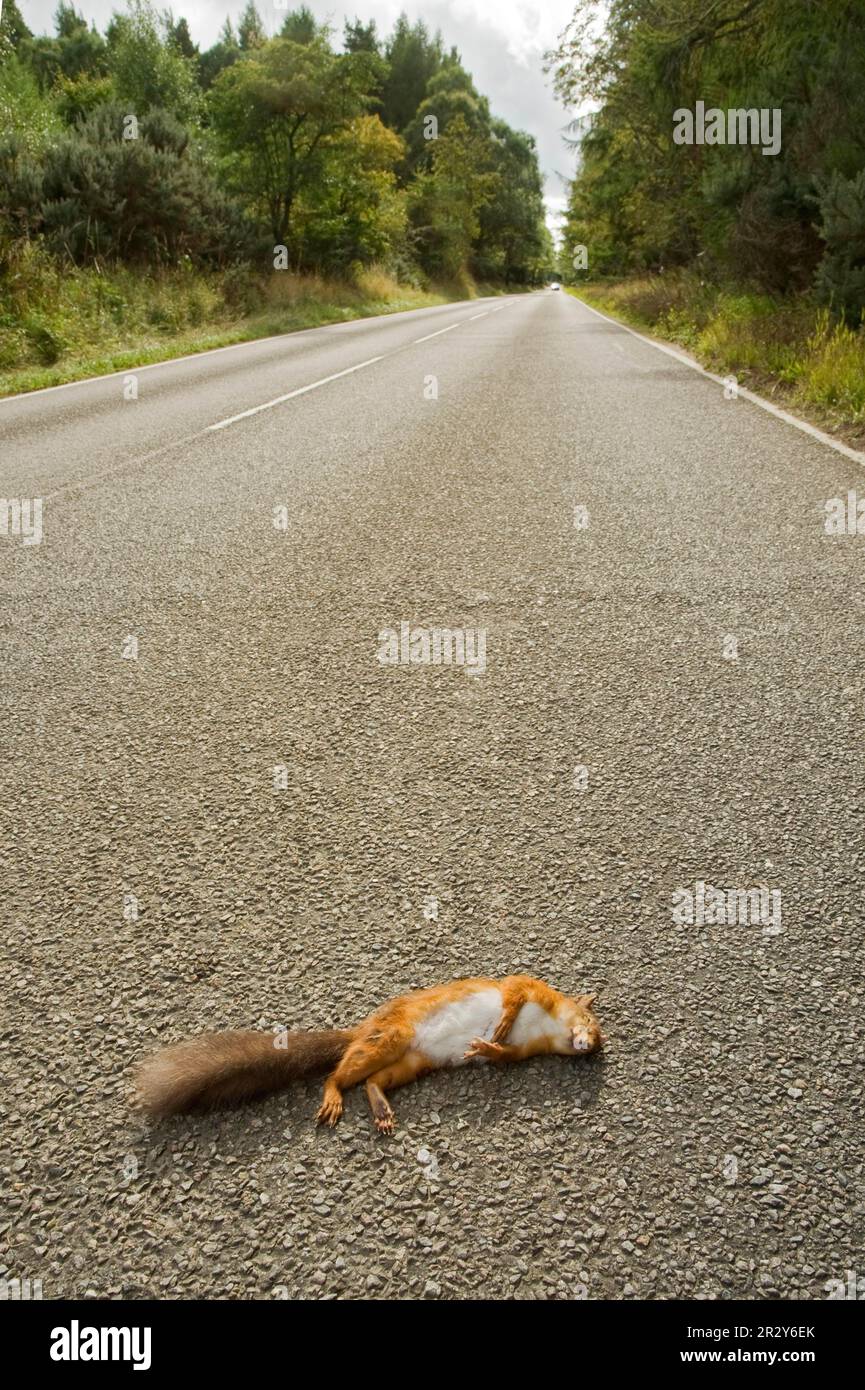 Eurasian red squirrel (Sciurus vulgaris), Squirrels, Rodents, Mammals ...