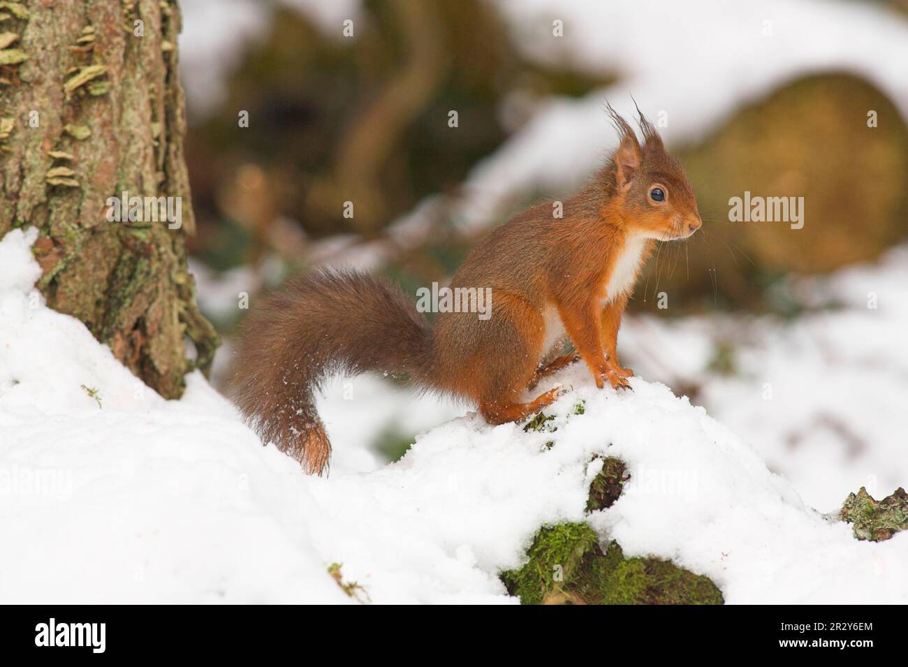 Eurasian red squirrel (Sciurus vulgaris), squirrels, rodents, mammals ...
