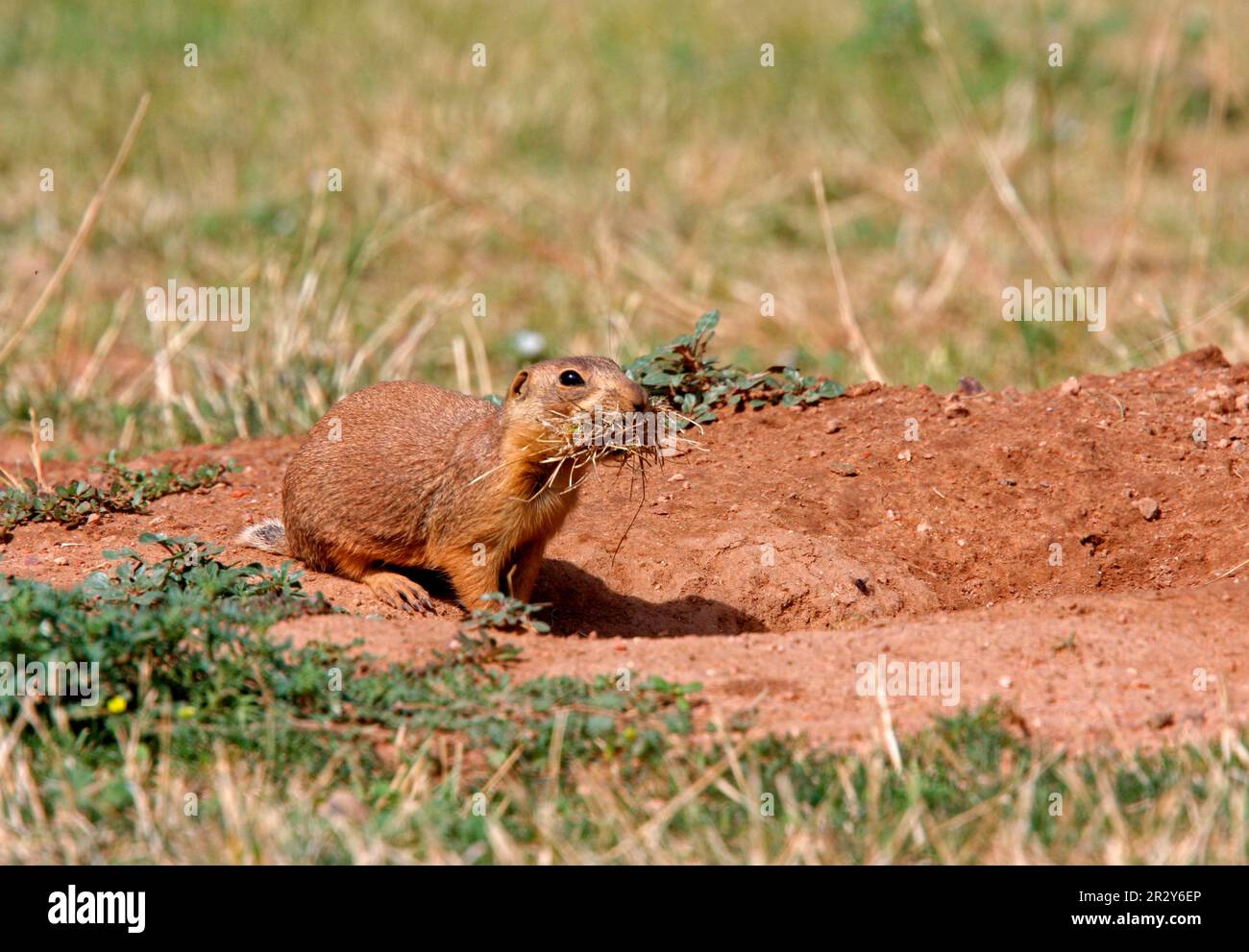Gunnison, Gunnison's prairie dog, Gunnison's prairie dogs (Cynomys ...