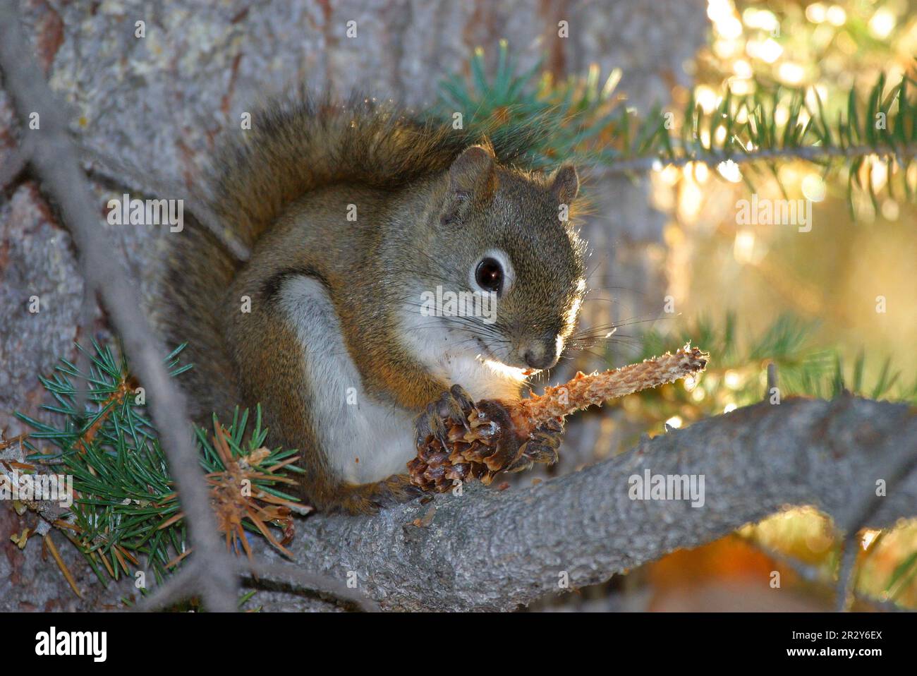 American red squirrel (Tamiasciurus hudsonicus), Hudson squirrel ...