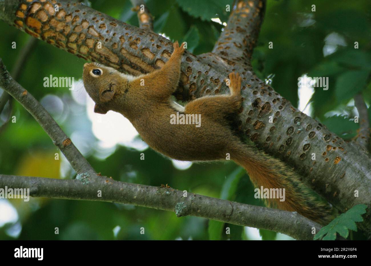 American red squirrel (Tamiasciurus hudsonicus), Hudson Squirrel ...