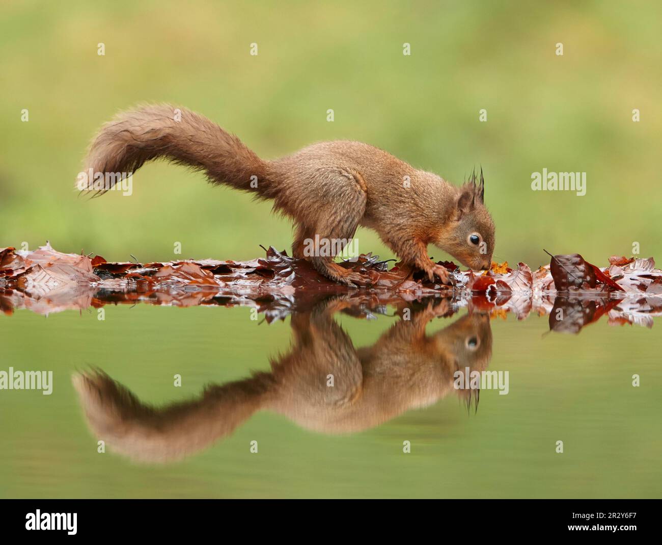 Eurasian Red Squirrel (Sciurus vulgaris) adult, foraging at edge of ...
