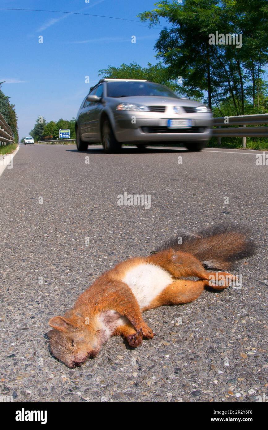 Eurasian red squirrel (Sciurus vulgaris), squirrel, rodents, mammals ...