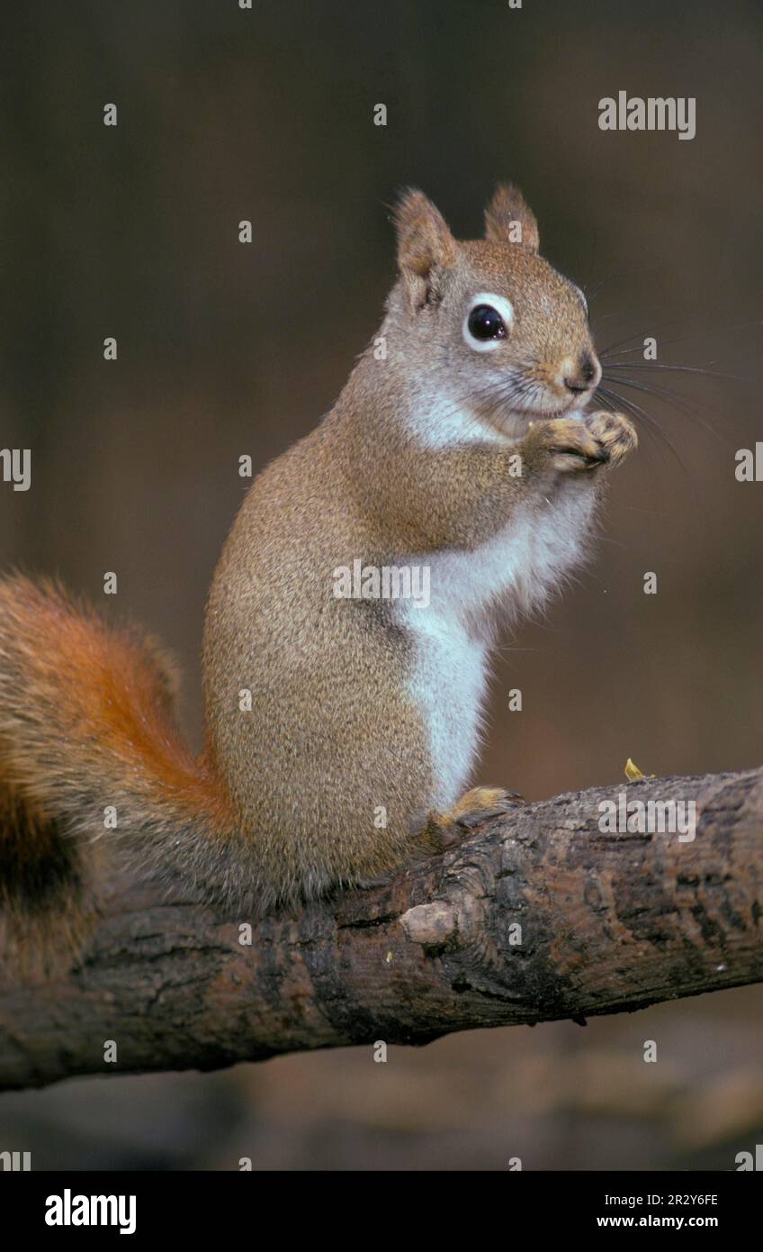 American red squirrel (Tamiasciurus hudsonicus), Hudson squirrel ...