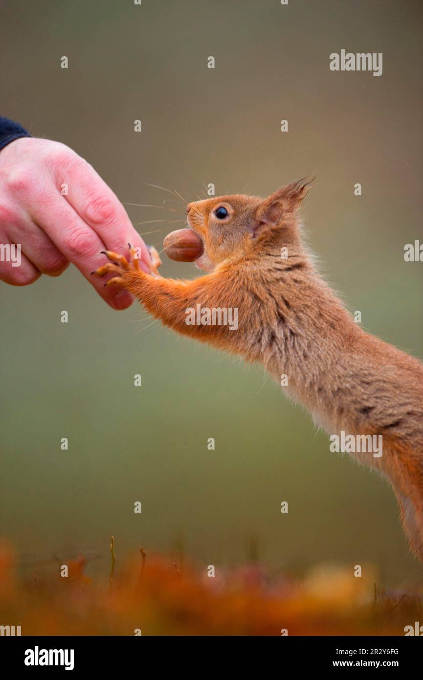 Reaching to take hi-res stock photography and images - Alamy