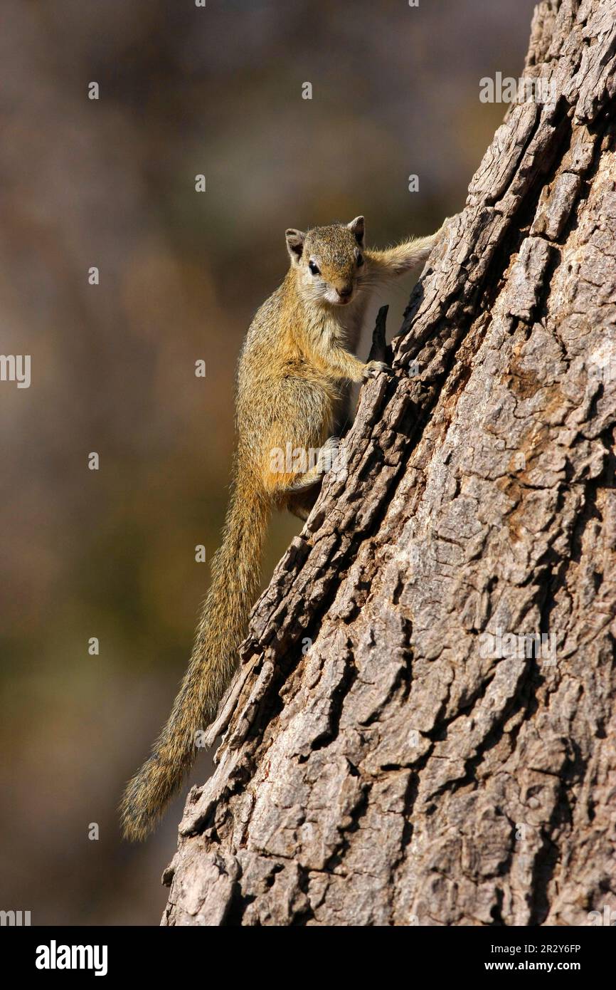 African bush squirrel hi-res stock photography and images - Alamy