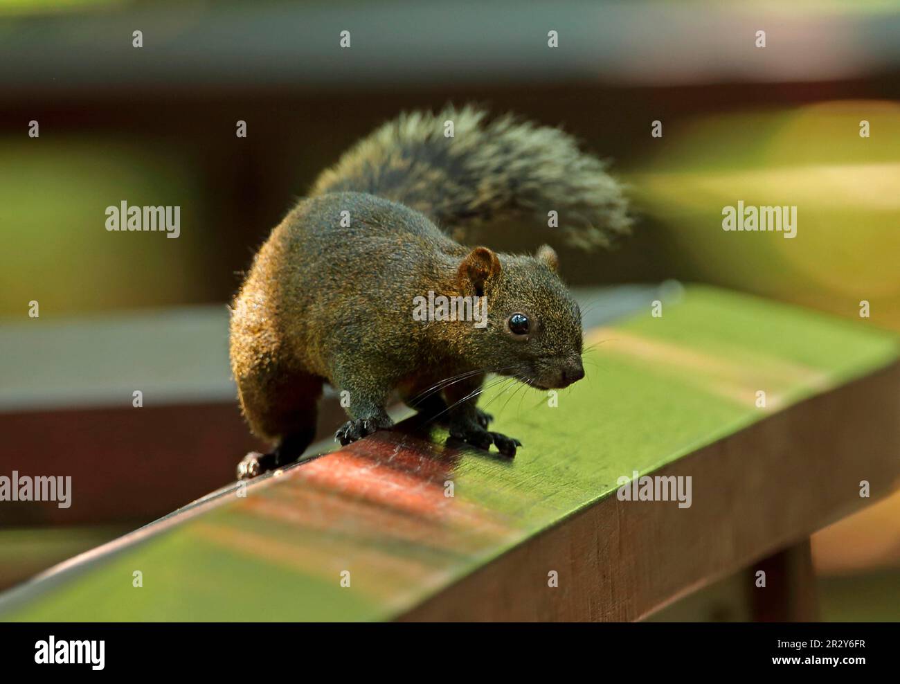 Red-bellied squirrel, Pallas's squirrel, rodents, mammals, animals ...