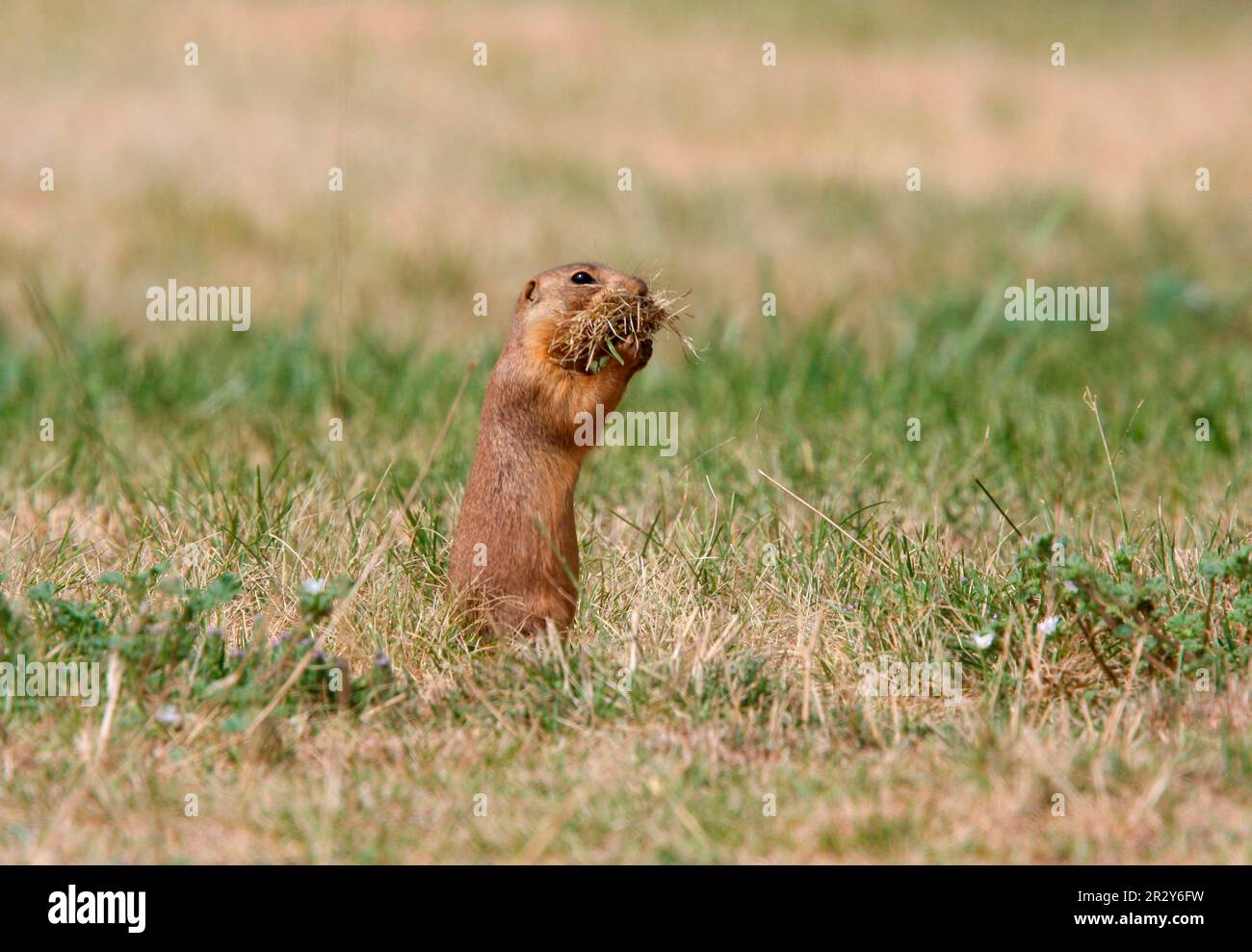 Gunnison, Gunnison's prairie dog, Gunnison's prairie dogs (Cynomys ...