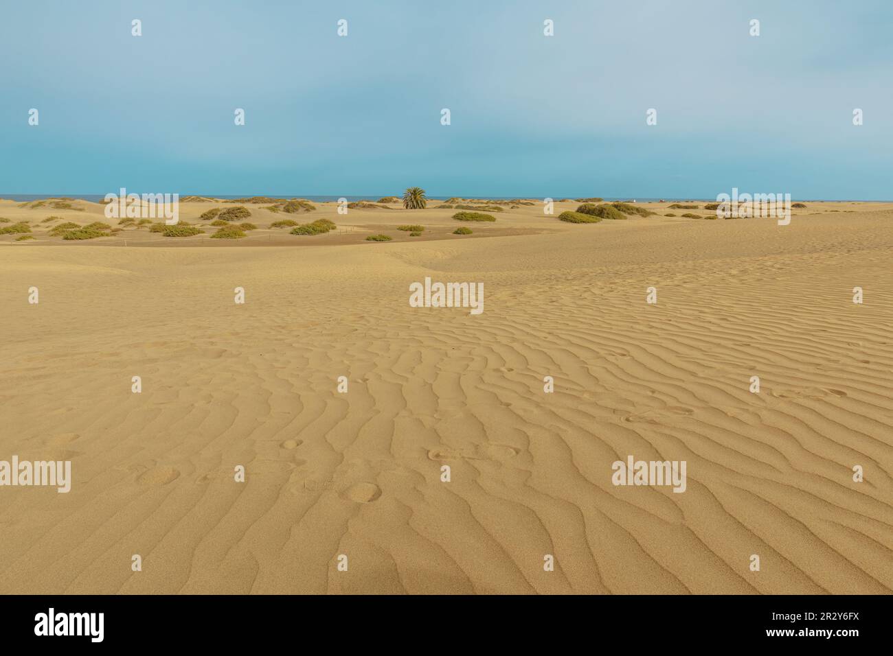 The constant wind is an essential component of the Maspalomas ecosystem ...