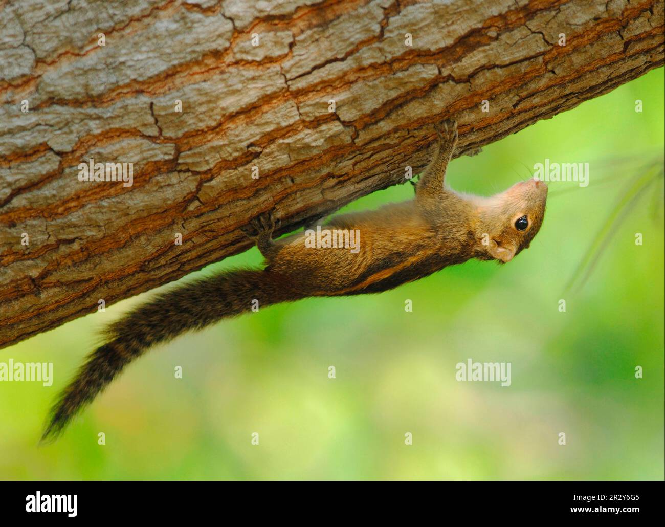 Indian Palm Squirrel (Funambulus palmarum) adult, clinging to root on ...