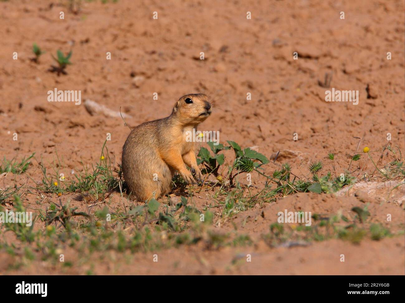 Large-toothed yellow ground squirrel (Spermophilus fulvus), adult, sitting in the dry Taukum ...