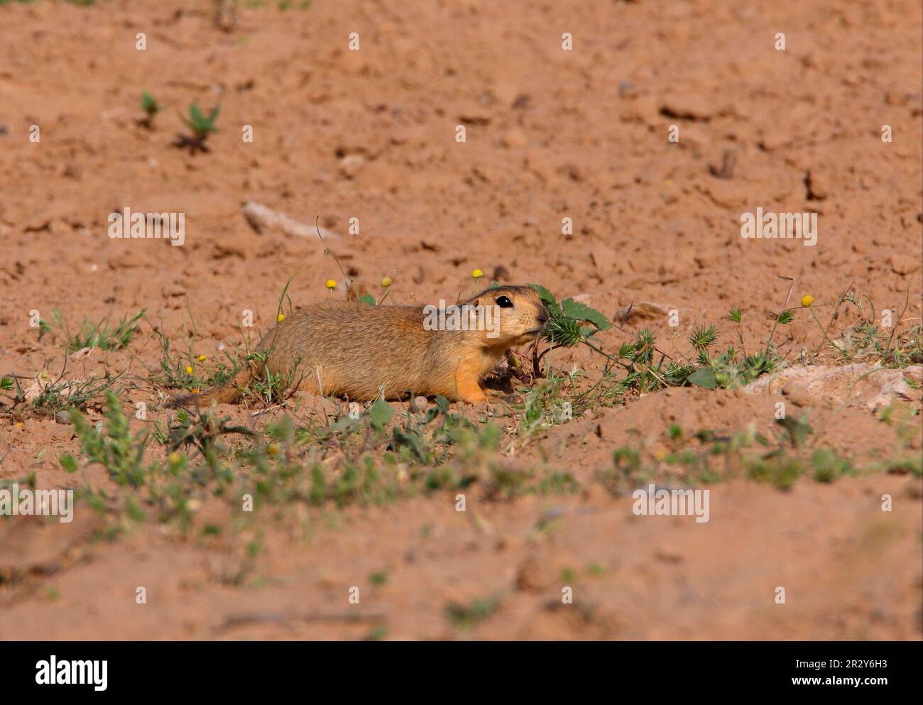 Large-toothed yellow ground squirrel (Spermophilus fulvus) adult ...
