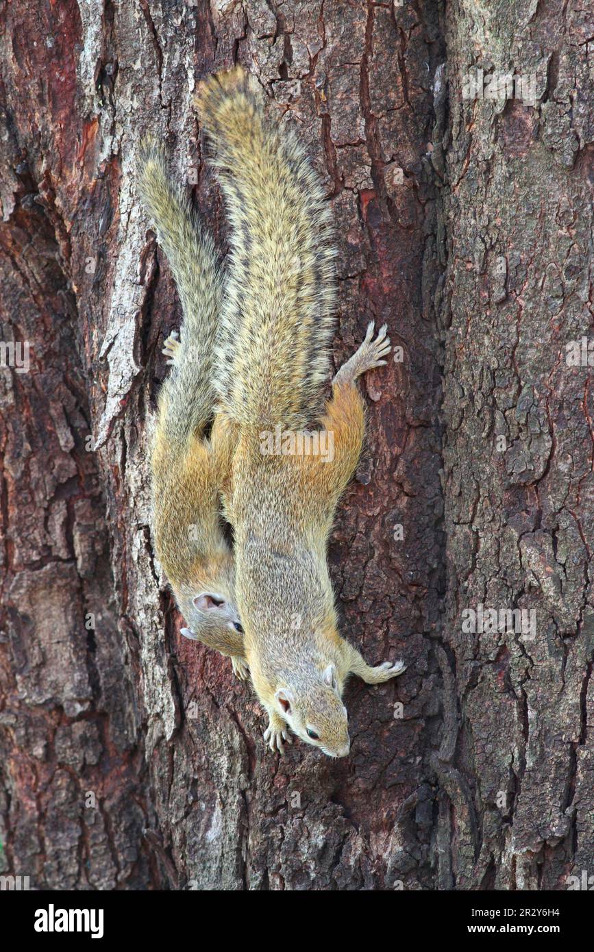 Smith's bush squirrel (Paraxerus cepapi), Ochre-footed bush squirrel ...