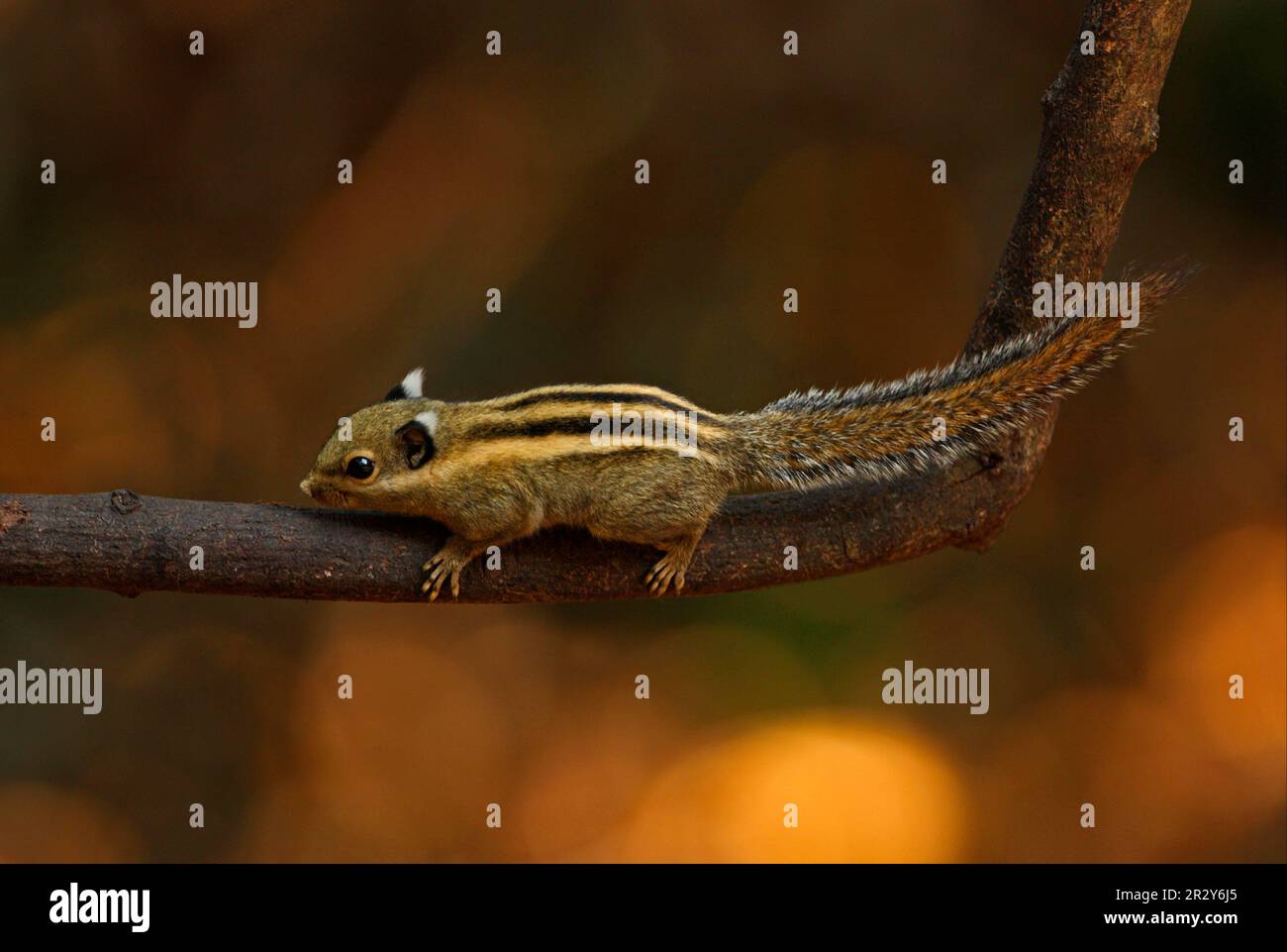 Tamiops mcclellandii, himalayan striped squirrel (Tamiops mcclellandii ...