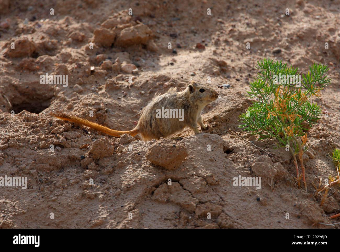 Great gerbil burrow hi-res stock photography and images - Alamy