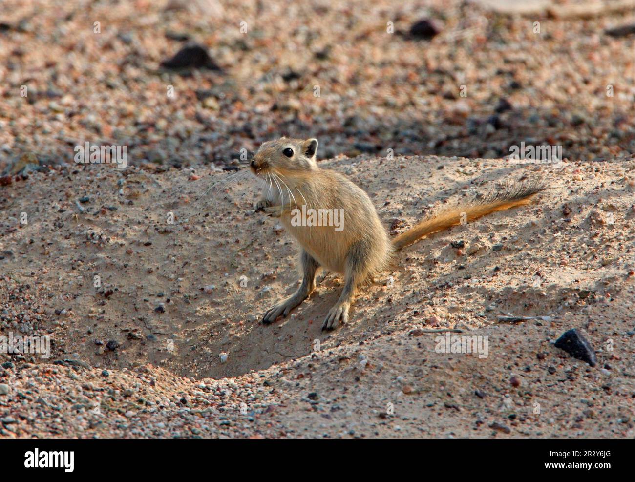 Great gerbil (Rhombomys opimus), Gerbil, rodents, mammals, animals ...