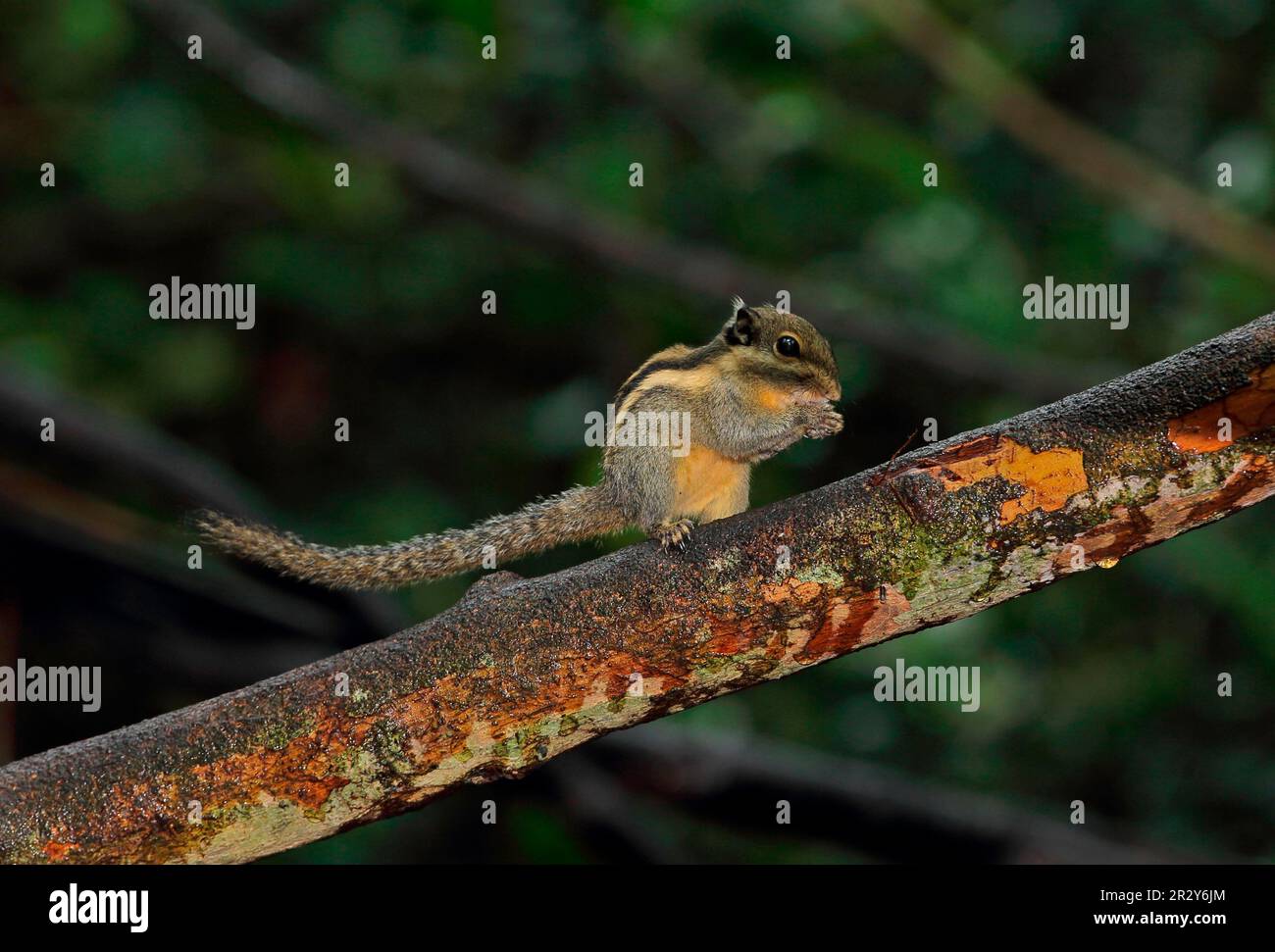 Tamiops mcclellandii, himalayan striped squirrel (Tamiops mcclellandii ...