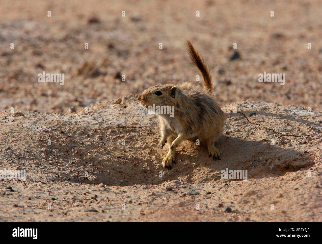 Great great gerbil (Rhombomys opimus), Great gerbils, Rodents, Mammals ...