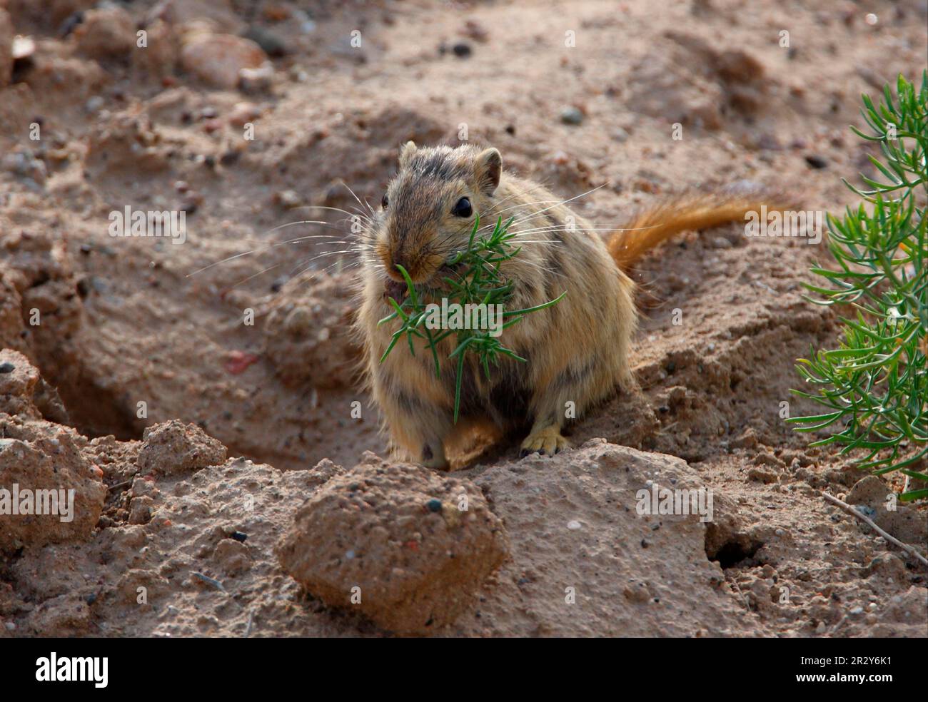 Great great gerbil (Rhombomys opimus), Great gerbils, rodents, mammals ...