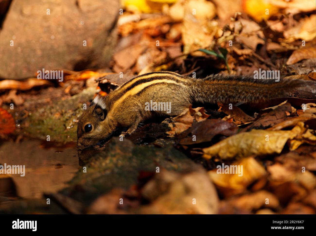 Tamiops mcclellandii, himalayan striped squirrel (Tamiops mcclellandii ...