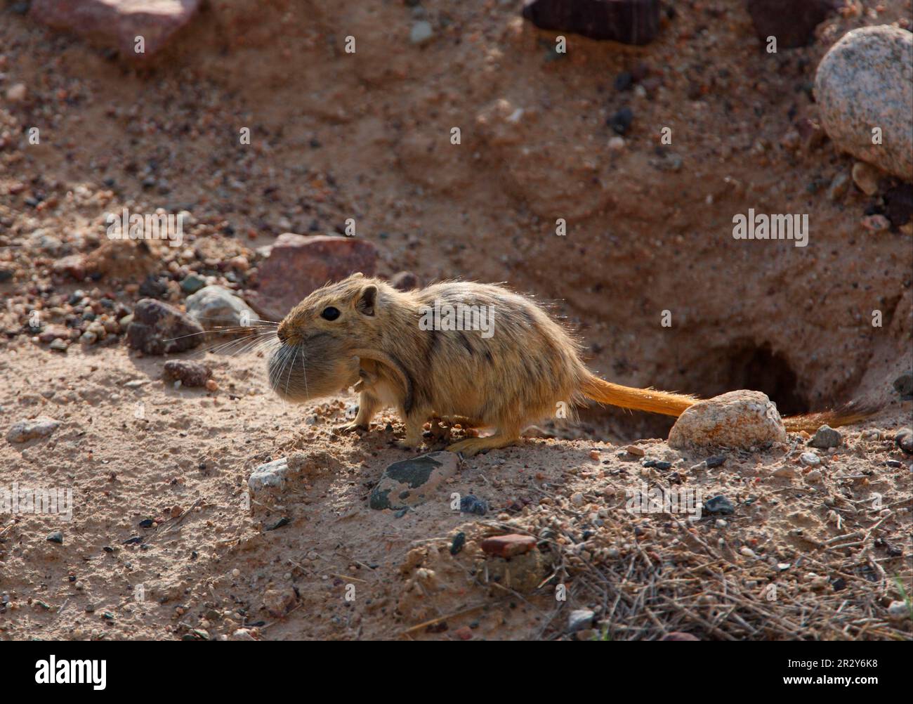 Great great gerbil (Rhombomys opimus), Great gerbils, Rodents, Mammals ...