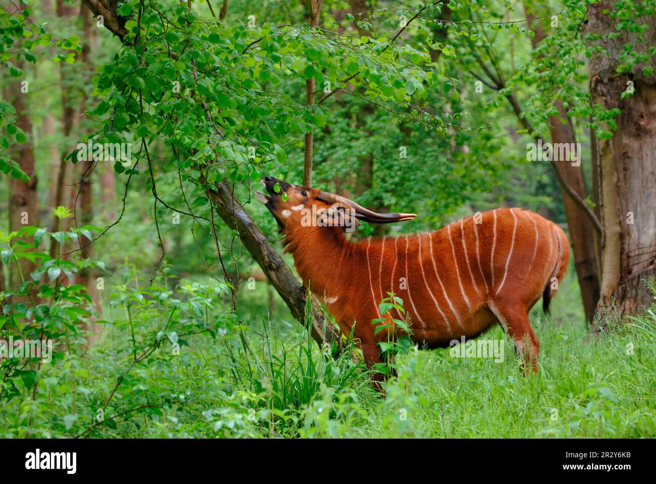Taurotragus euryceros, Tragelaphus euryceros, western bongo (Tragelaphus eurycerus), Antelopes ...