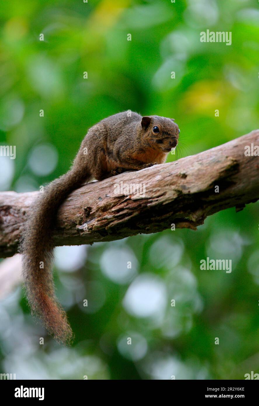 Plantain squirrel (Callosciurus notatus), rodents, mammals, animals ...