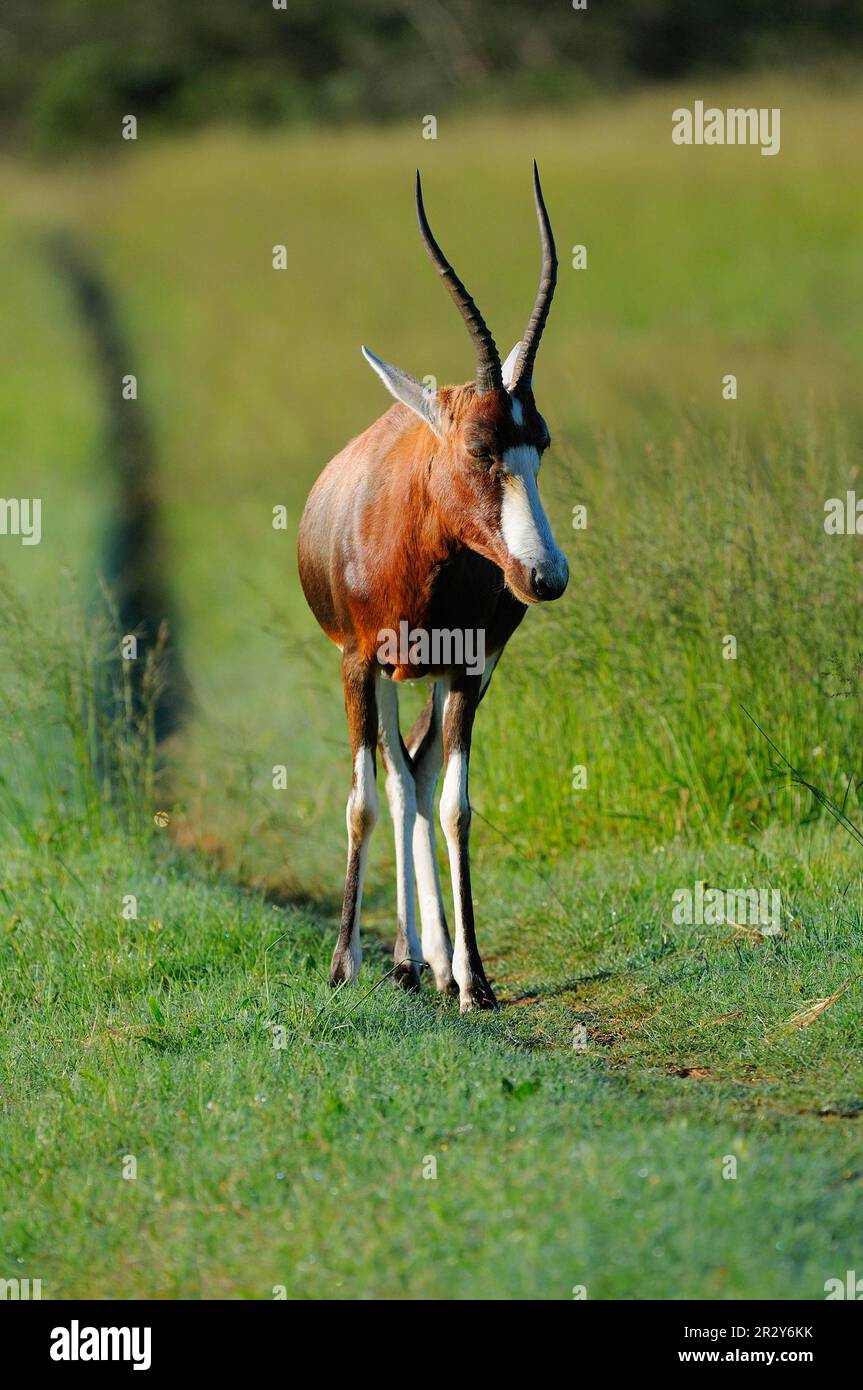 Blesbok (Damaliscus dorcas phillipsi) adult, standing on worn track ...