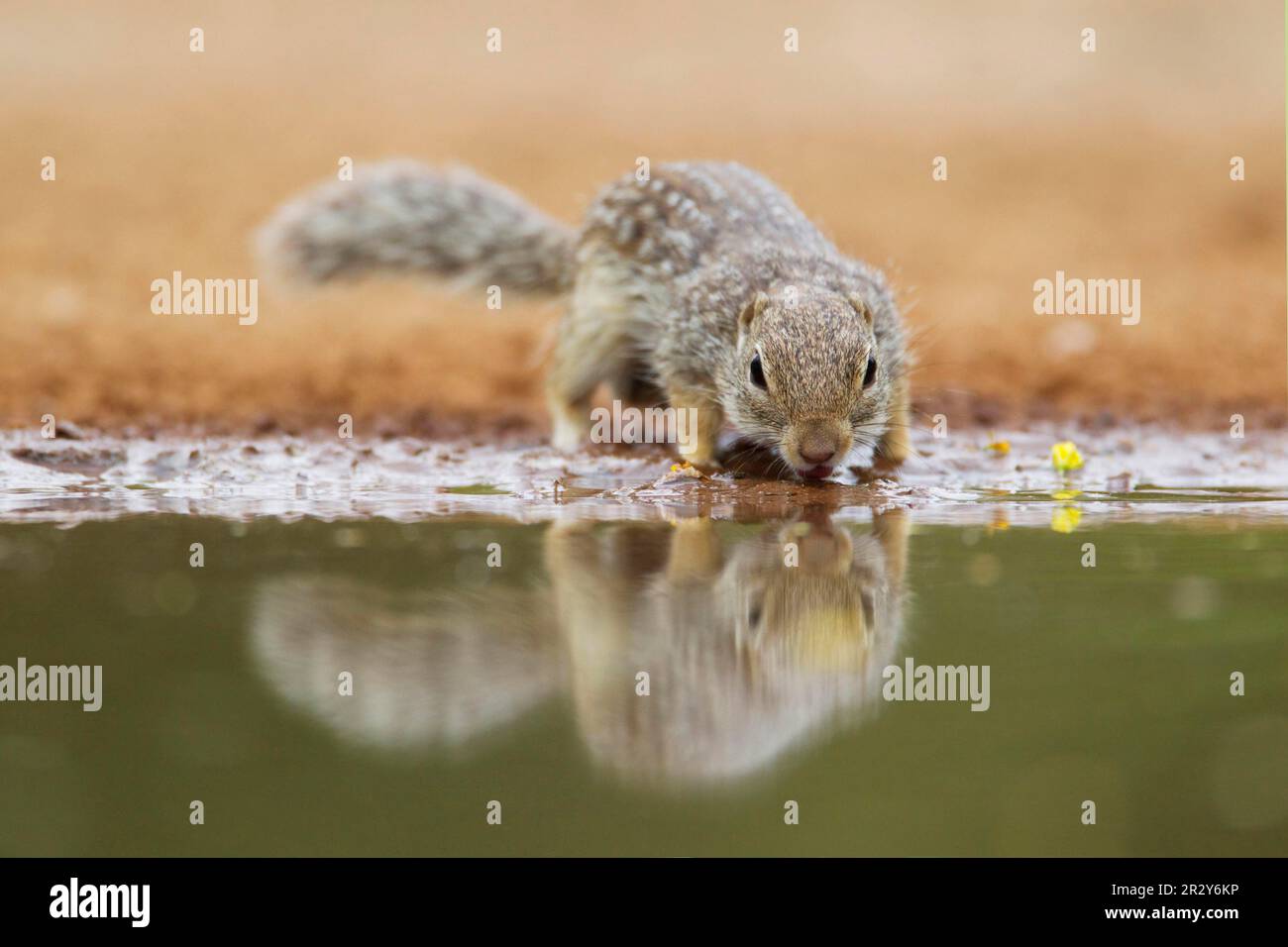 Mexican mexican ground squirrel (Spermophilus mexicanus), Rodents ...