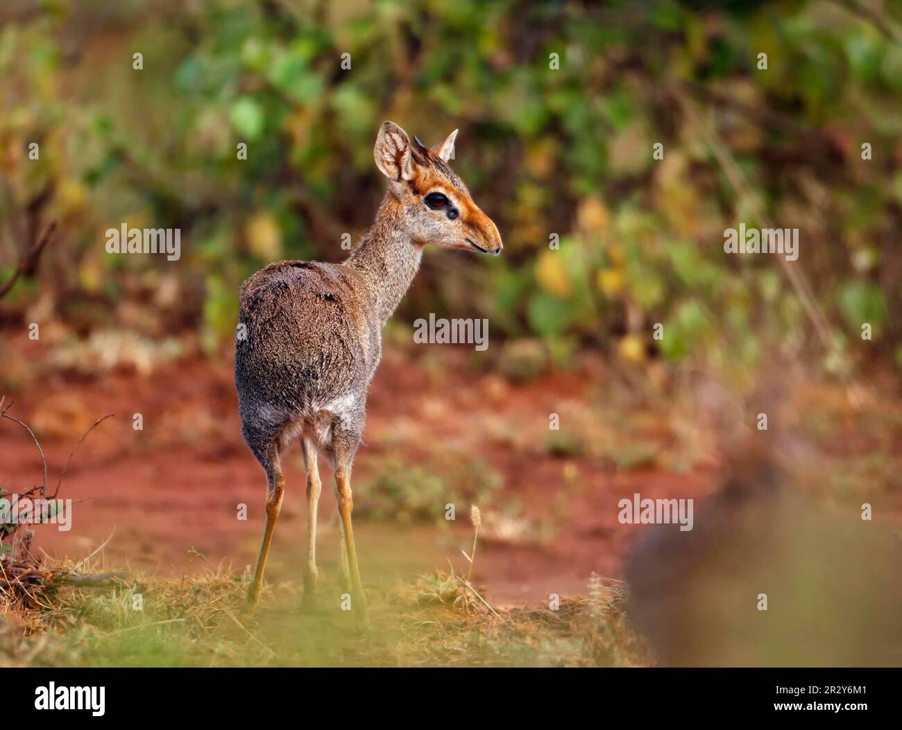 Guenther's dik-dik (Madoqua guentheri), Guenther's dik-diks, antelopes ...