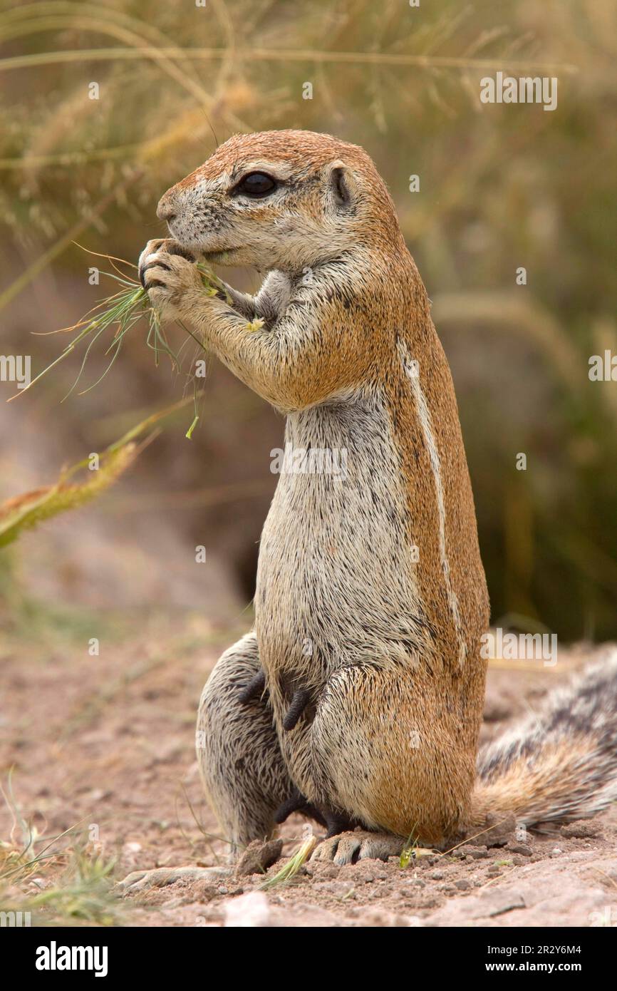 Cape ground squirrel, Rodents, Mammals, Animals, Female ground squirrel ...