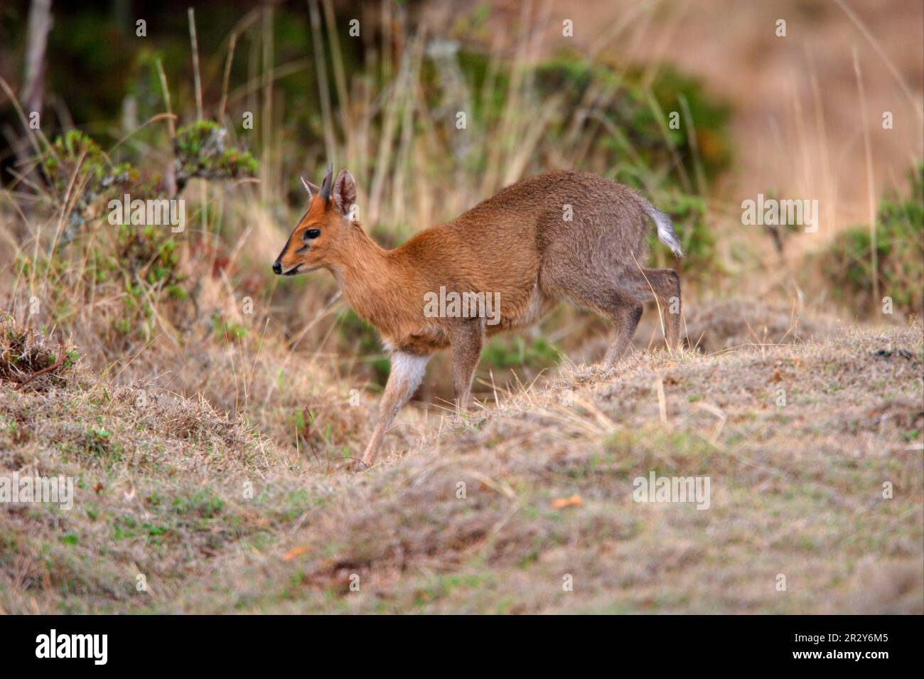 Common duiker (Sylvicapra grimmia), antelopes, ungulates, mammals ...