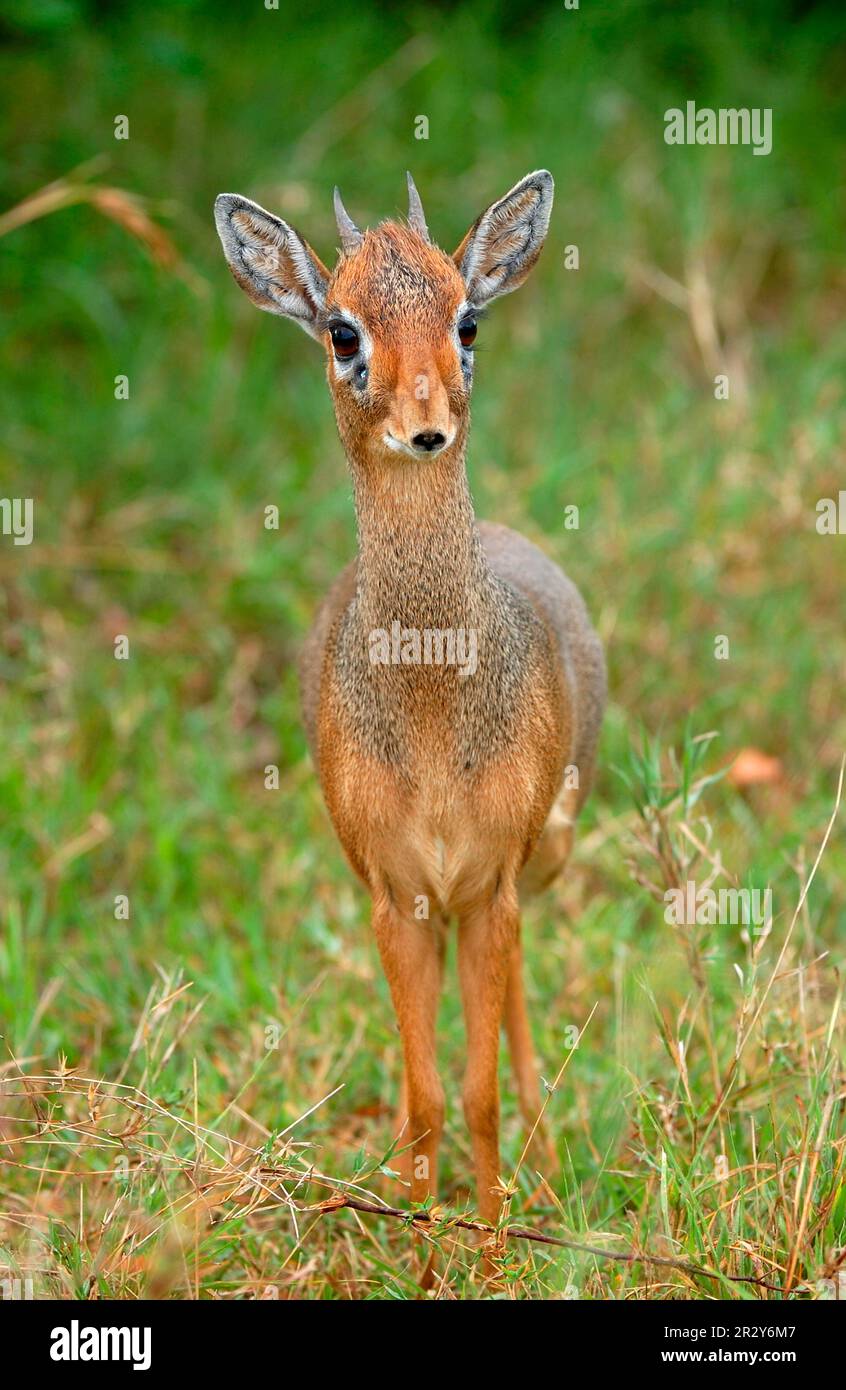 Kirk's kirk's dik-dik (Madoqua kirkii) adult standing, Masaii Mara ...
