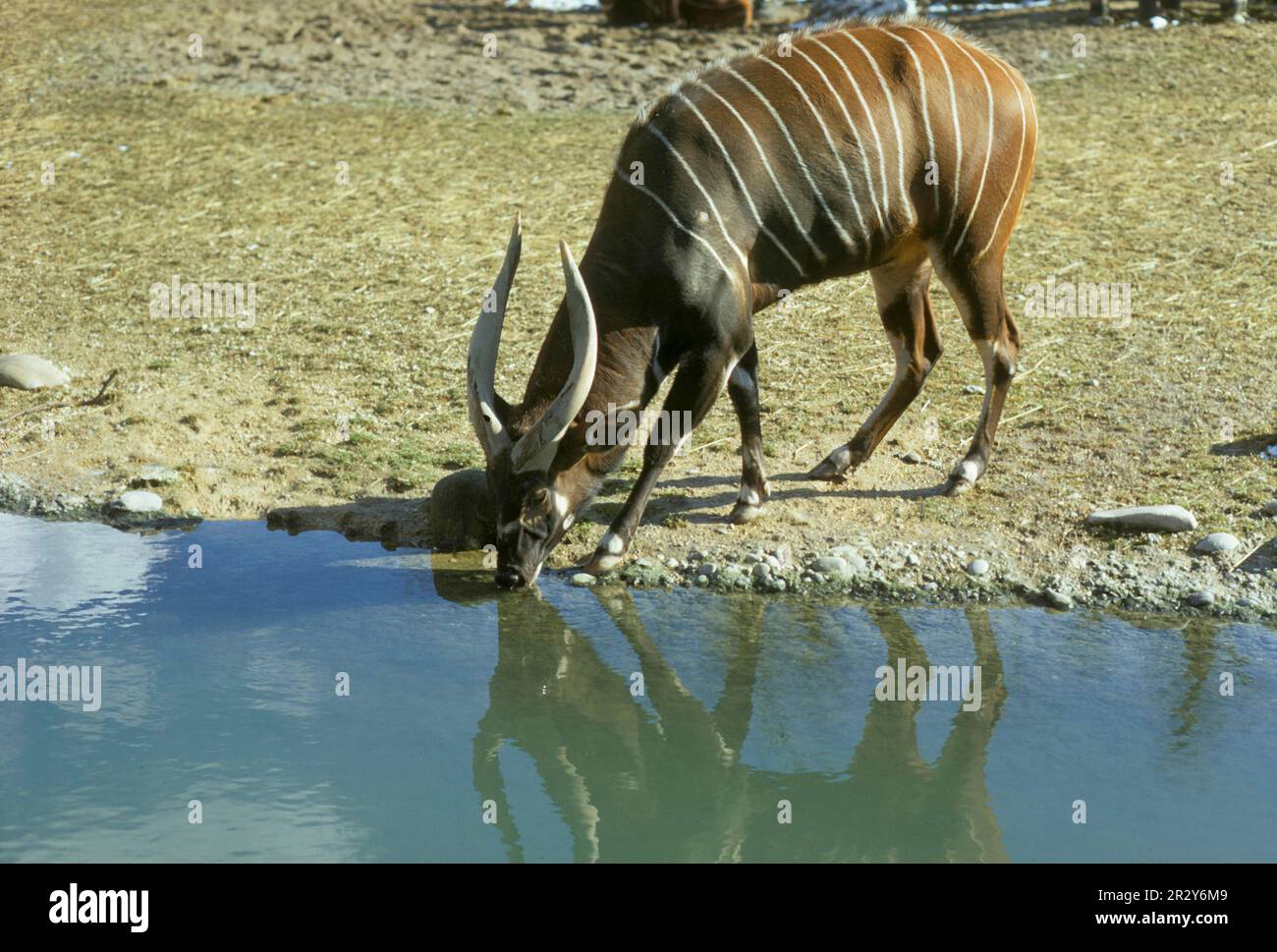 Antelope, Bongo (Tragelaphus euryceros) drinking, Basel Zoo ...