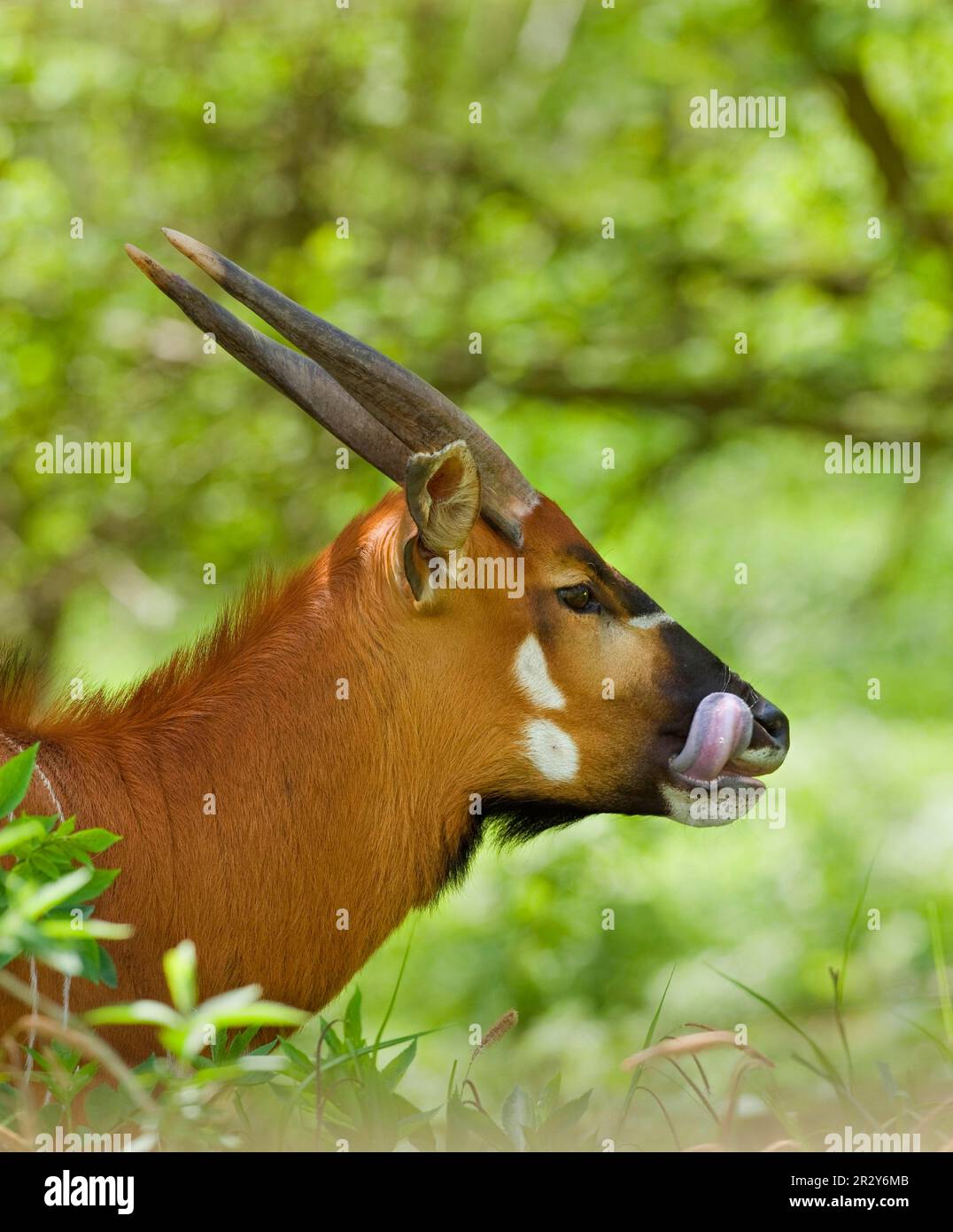 Eastern bongo (Tragelaphus eurycerus isaaci) adult, close-up of head ...