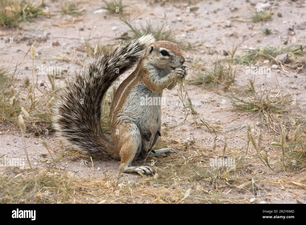Cape ground squirrel, rodents, mammals, animals, female ground squirrel eating grass Stock Photo ...